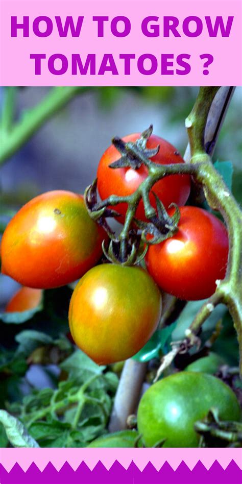 How To Grow Tomatoes A Complete Guide Artofit