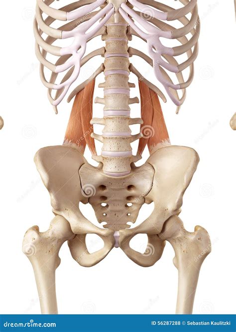 The Quadratus Lumborum Stock Illustration Illustration Of Muscle