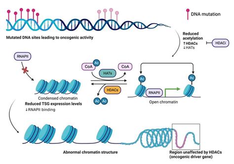 Medicinal Chemistry Advances In Targeting Class I Histone Deacetylases