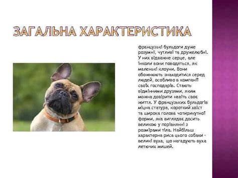ФРАНЦУЗЬКИЙ БУЛЬДОГ ВИКОНАЛА УЧЕНИЦЯ 9 Б КЛАСУ КАЛЫСТРАТЕНКО