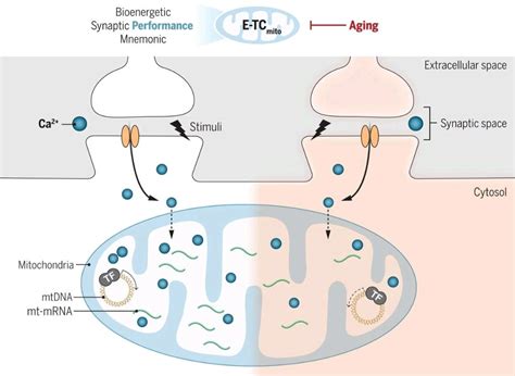 Manar Smichi On Linkedin 🧠 Bridging Synaptic Activity And