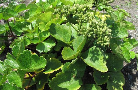 Scots Lovage The Backyard Larder