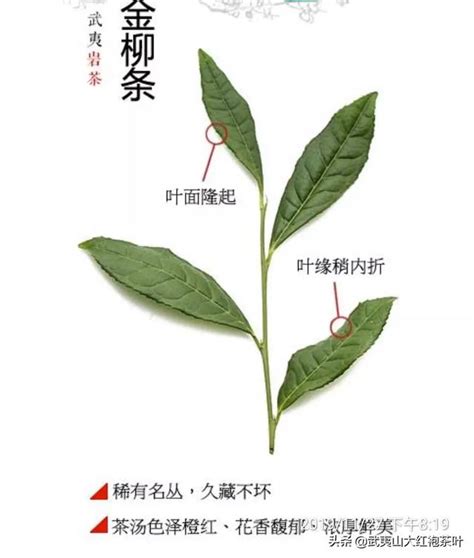 武夷岩茶中因野生而稀有珍貴的名叢你喝過嗎？ 每日頭條