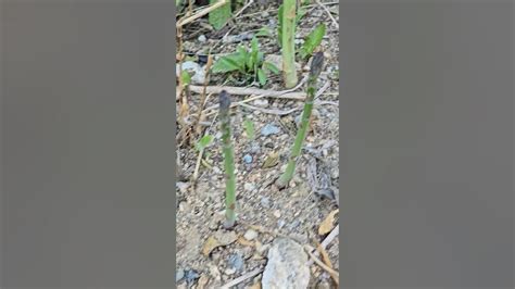 텃밭 한쪽에 아스파라거스 몇포기 심어보세요 매년 더 많은 아스파라거스 수확이 가능합니다 당귀랑 부추도 강추예요 도시농업 농업자격증 치유농업 Farming