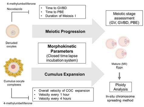 Quantitative Morphokinetic Parameters Identify Novel Dynamics Of Oocyte Meiotic Maturation And