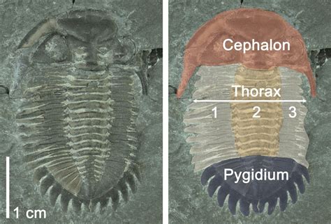 Devonian Fossils