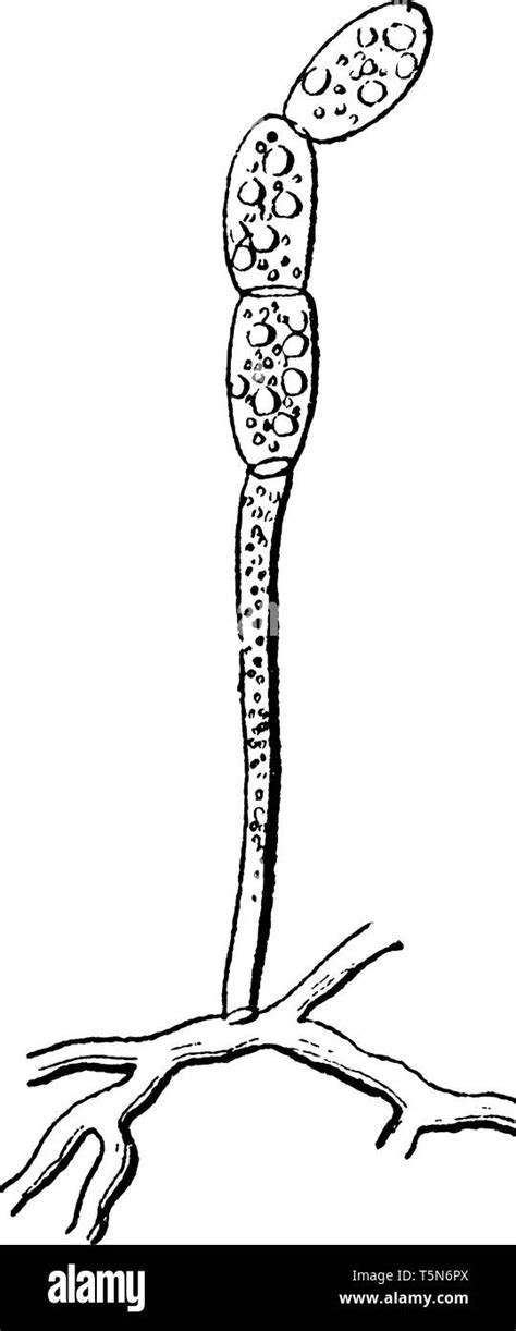 Conidia