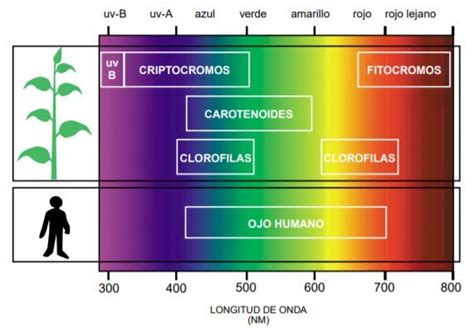 Fotorreceptores Y Respuestas De Las Plantas A La Luz Infoagronomo
