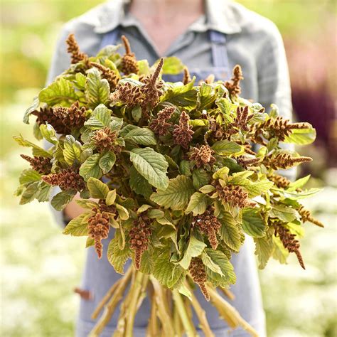 Amaranthus Seeds Hot Biscuits Flower Seeds Eden Brothers