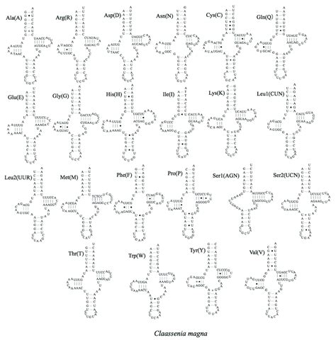 Predicted Secondary Structures Of TRNAs In C Magna The TRNAs Are