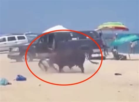 衝撃ビーチでゴミ拾い中の女性活動家危険生物 に喧嘩を売り重傷動画あり ポッカキットポッカキット