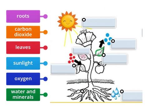 Photsynthesis Labelled Diagram