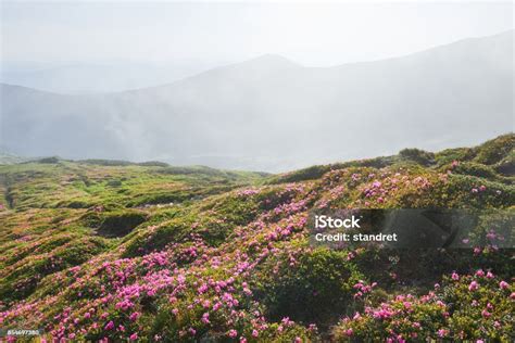 산에서 아름 다운 위치에 진달래 피어 산에 꽃입니다 화창한 여름 날에 산에만 하 병 개화 초 극적인 특이 한 장면입니다 카 르 파 티아 우크라이나 계곡에 대한 스톡 사진 및