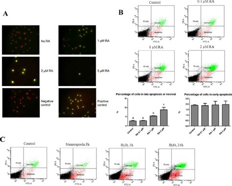 13 Cis Ra Induces Cell Death In Immortalized Human Meibomian Gland
