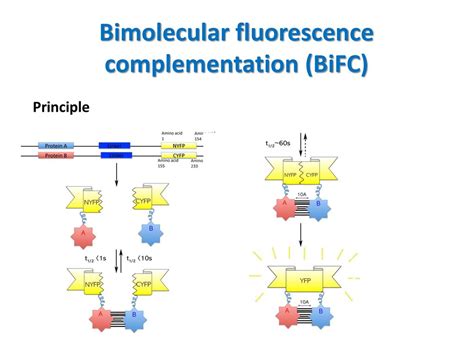 Protein Protein Interaction Ppt Download