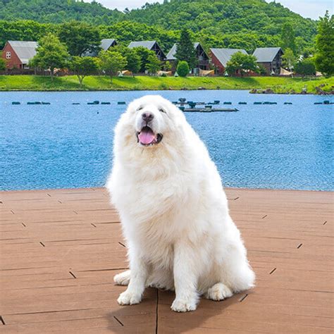 楽天トラベル「宿の看板犬ランキング」発表！ 1位は福島の「もっふもふで笑顔がかわいい」ワンコ おでかけ クランクイン！トレンド