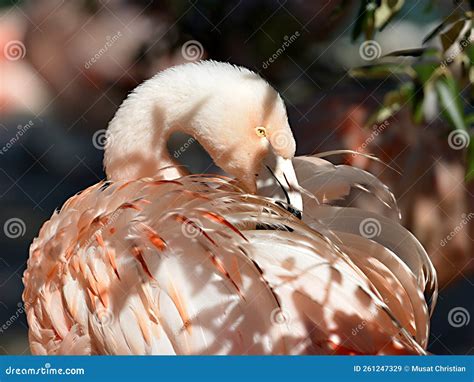 Closeup Of Flamingo Seen From Behind Stock Image Image Of Nature