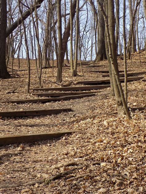 フリー写真画像 森の小道 経路 秋のシーズン ダウンヒル 丘陵地 フォレスト ツリー ランドス ケープ