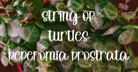 String Of Turtles Care Guide For Beginners SUCCULENTdotCARE