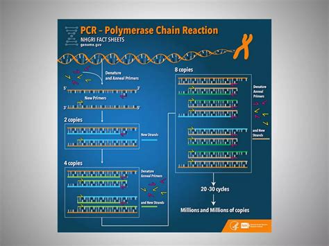Methods Of Laboratory Diagnosis Genotypic Detection Of Hiv Pptx