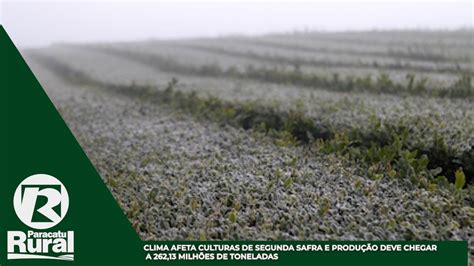 Clima afeta culturas de segunda safra e produção deve chegar a milhões de toneladas