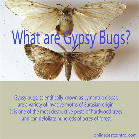 What Are Gypsy Bugs Gypsy Moths Online Pest Control
