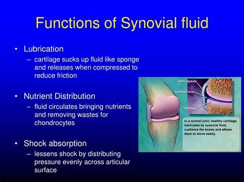 Synovial And Joint Fluid Urinalysis And Body Fluids