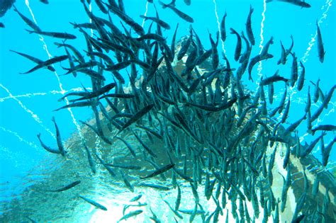 Brighter Future For Salmon At Downtown Seawall Encyclopedia Of Puget