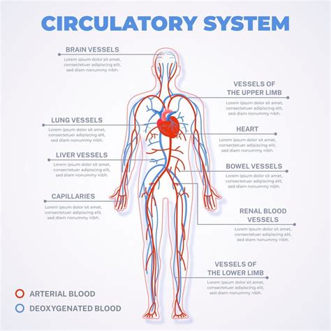 Circulatory System Vectors And Illustrations For Free Download Freepik Circulatory System