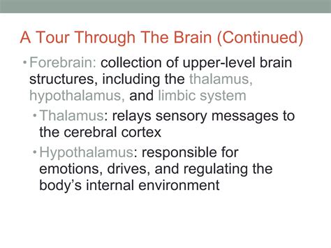 General Psych Neurobiological Bases Ppt