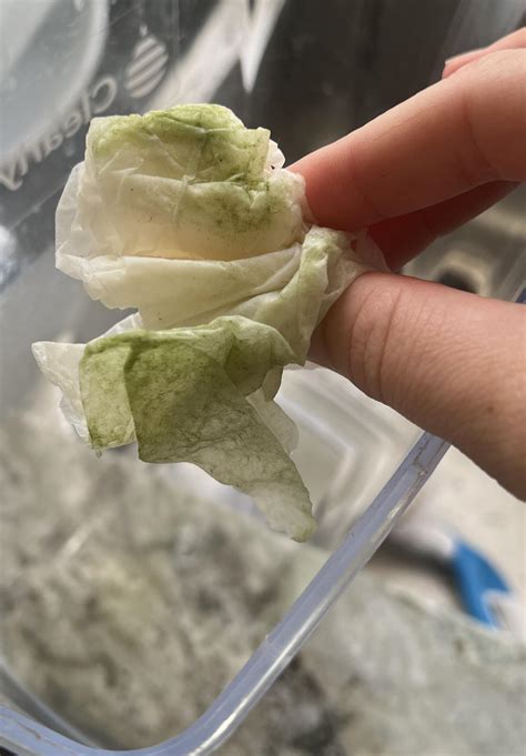 Mold Or Algae R Memphis