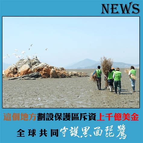 采昌國際多媒體 隨著【守護黑面琵鷺】上映，台灣民眾因此震驚目前黑面琵鷺仍是「全球瀕危物種」之一😱😱！全球各地學者