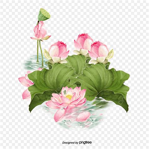 รูปดอกบัว Png ดอกบัว Png บัว ใบบัวภาพ Png และ Psd สำหรับดาวน์โหลดฟรี