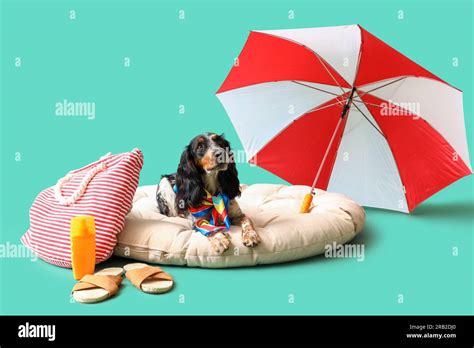 Cute Cocker Spaniel With Beach Accessories On Green Background Stock