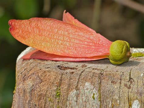 What Are Dipterocarps