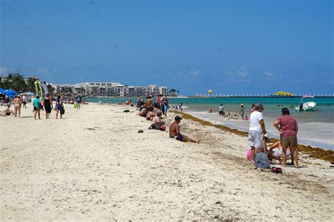¿a Qué Playa Ir Te Decimos Donde No Hay Sargazo En Playa Del Carmen
