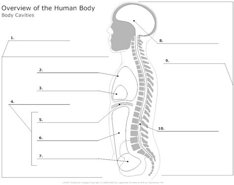 A P Overview Of The Human Body Body Cavities Diagram Quizlet