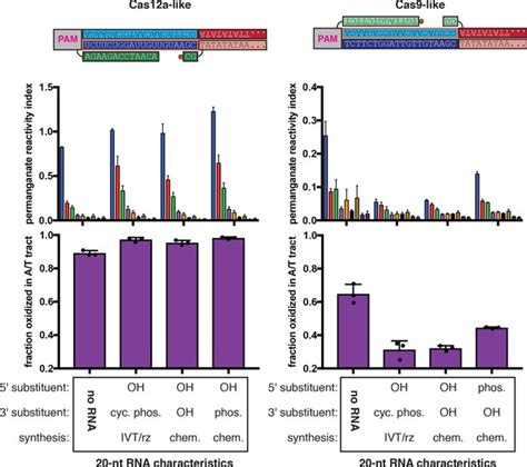 figures and data in crispr cas12a exploits r loop asymmetry to form
