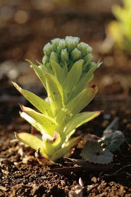 小児慢性鼻副鼻腔炎