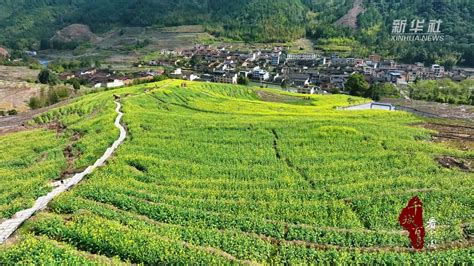 千城百县看中国｜福建屏南：春日梯田风过处 油菜花开满地金凤凰网视频凤凰网