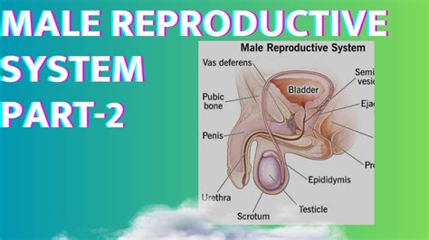 Male Reproductive System Part 2 Testis Accessory Gland Accessory