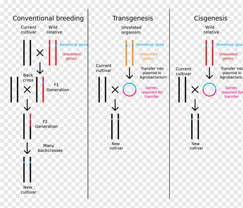 Cisgenesis Genetic Engineering Genetically Modified Crops Transgenesis Science Text Biology