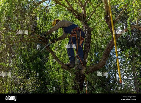 Tree Trimmer Tree Branch Trimmer Trimming Tree Branch Corkscrew