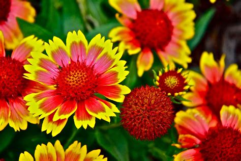 Best Perennial Flowering Shrubs For Full Sun