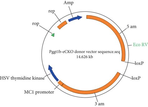 Generation and confirmation of the conditional knockout mice for the β Download Scientific