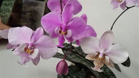 Слева направо schilleriana MSH, schilleriana ×sib, schilleriana (silver ...