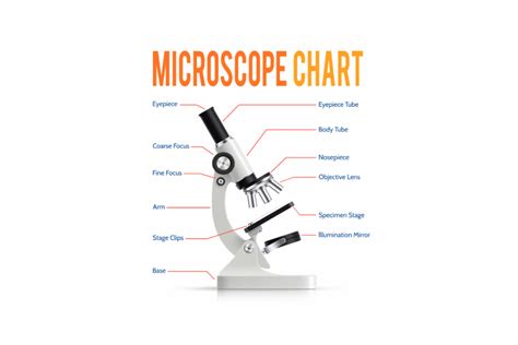 Microscope Diagram 8 Inspiring Types Explained Clearly