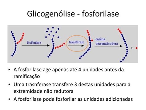 Aula 15 Bases Moleculares Da Manutenção Da Glicemia Glicogênese