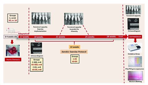Schematic Figure Summarizing The Experimental Design Download