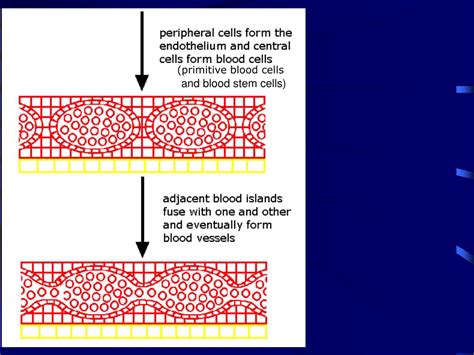 Ppt Development Of The Circulatory System Powerpoint Presentation